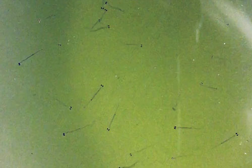 [Lab news] Live, feeding sand lance larvae | Evolutionary Fish Ecology