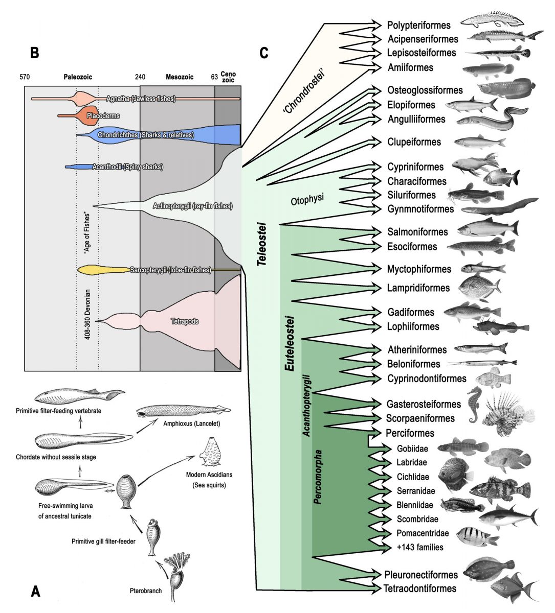 Graphs & Illustrations | Baumann Evolutionary Fish Ecology Lab