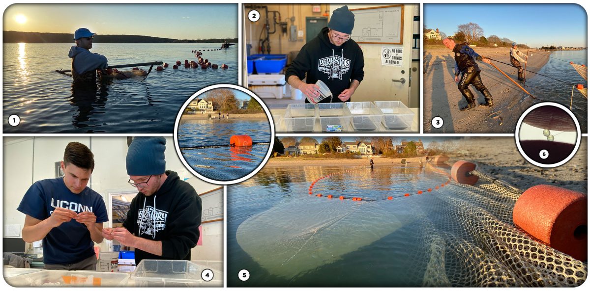 Want to join the Evolutionary Fish Ecology Lab at UConn Marines Sciences?