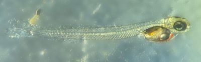 Hannes Baumann | Evolutionary Fish Ecology