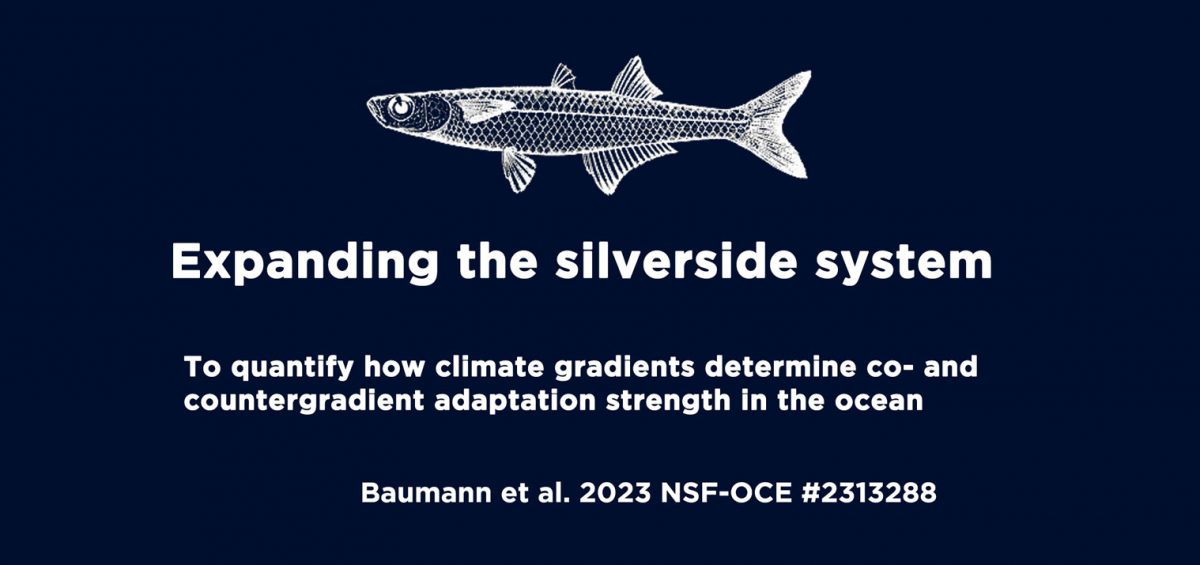 Expanding the silverside system | Evolutionary Fish Ecology