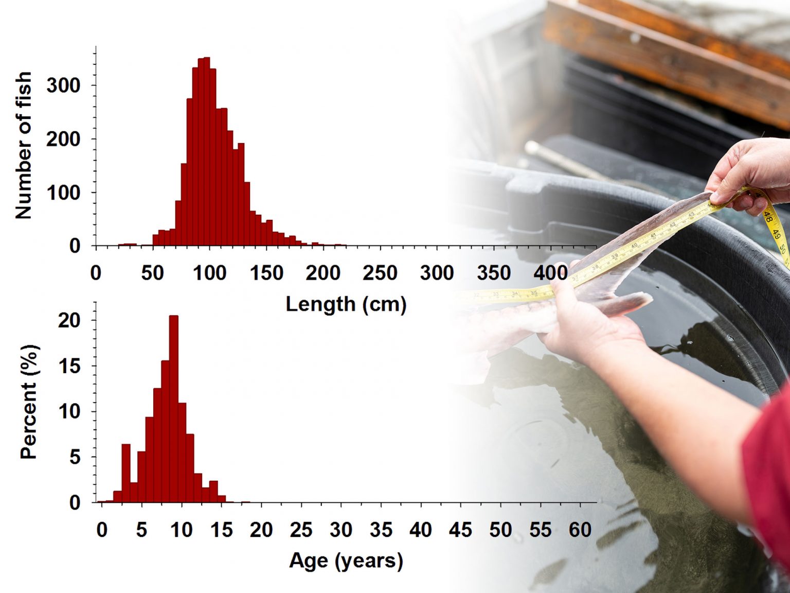 Hannes Baumann | Evolutionary Fish Ecology