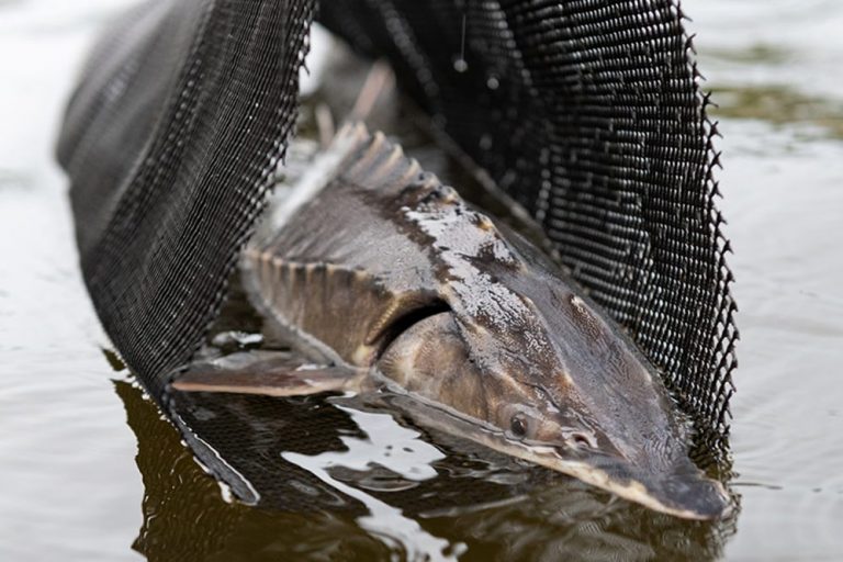 Hannes Baumann | Evolutionary Fish Ecology