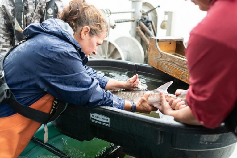 Hannes Baumann | Evolutionary Fish Ecology