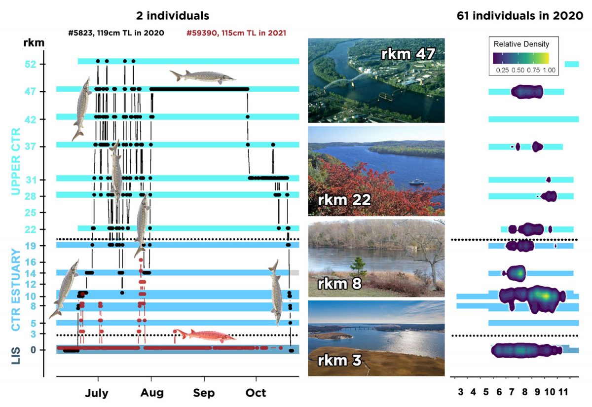 Hannes Baumann | Evolutionary Fish Ecology