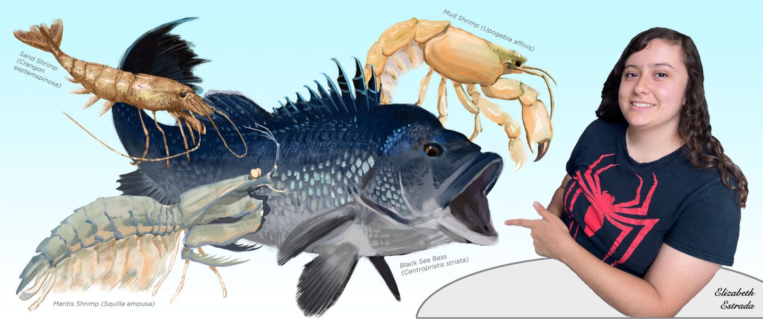 Hannes Baumann | Evolutionary Fish Ecology